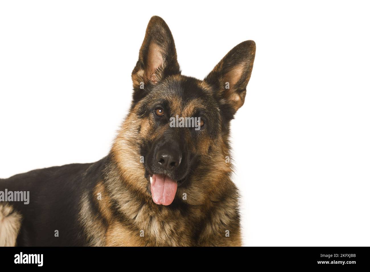German Shepherd Dog in front of white background Stock Photo - Alamy