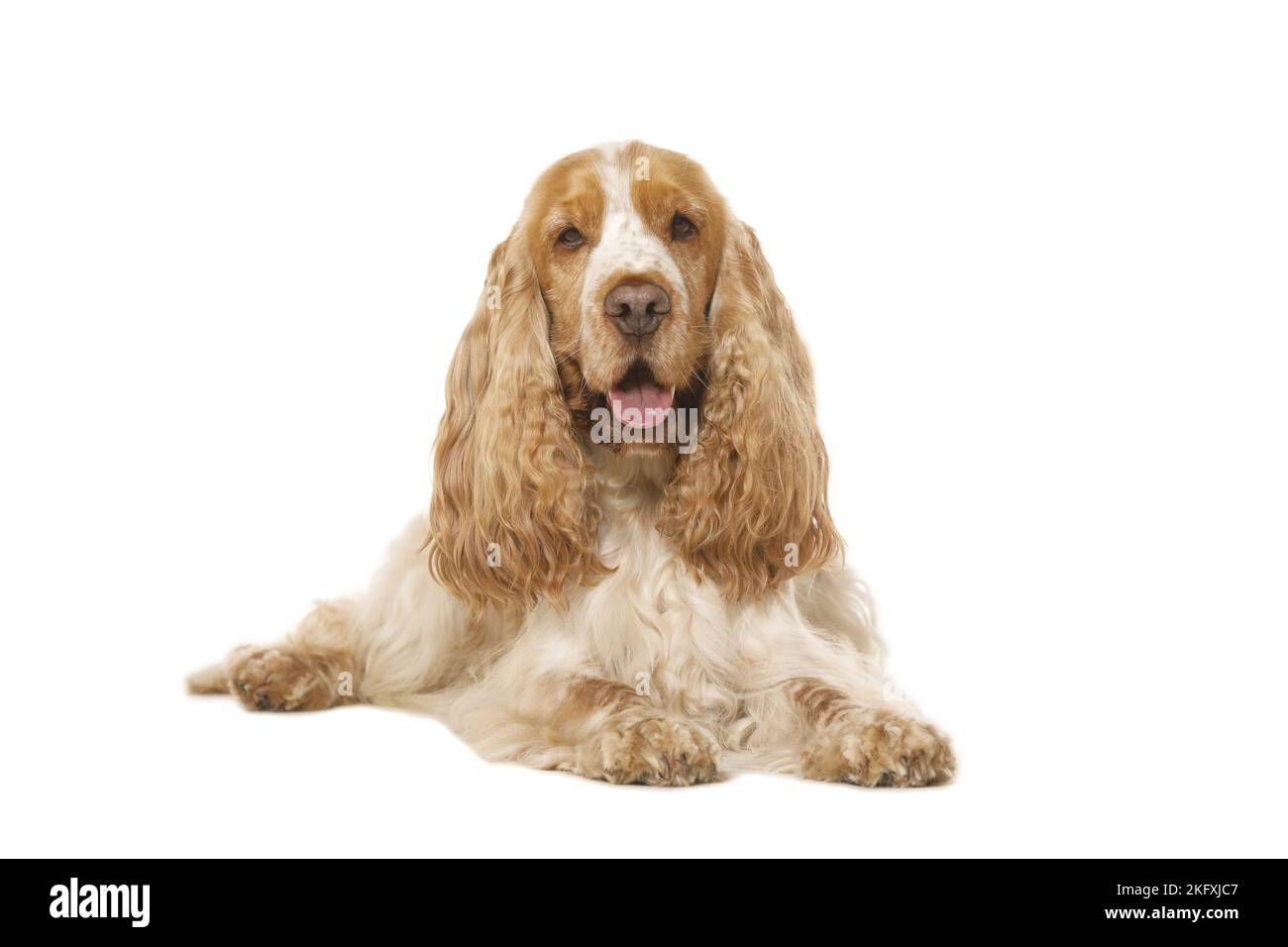 English Cocker Spaniel in front of white background Stock Photo - Alamy