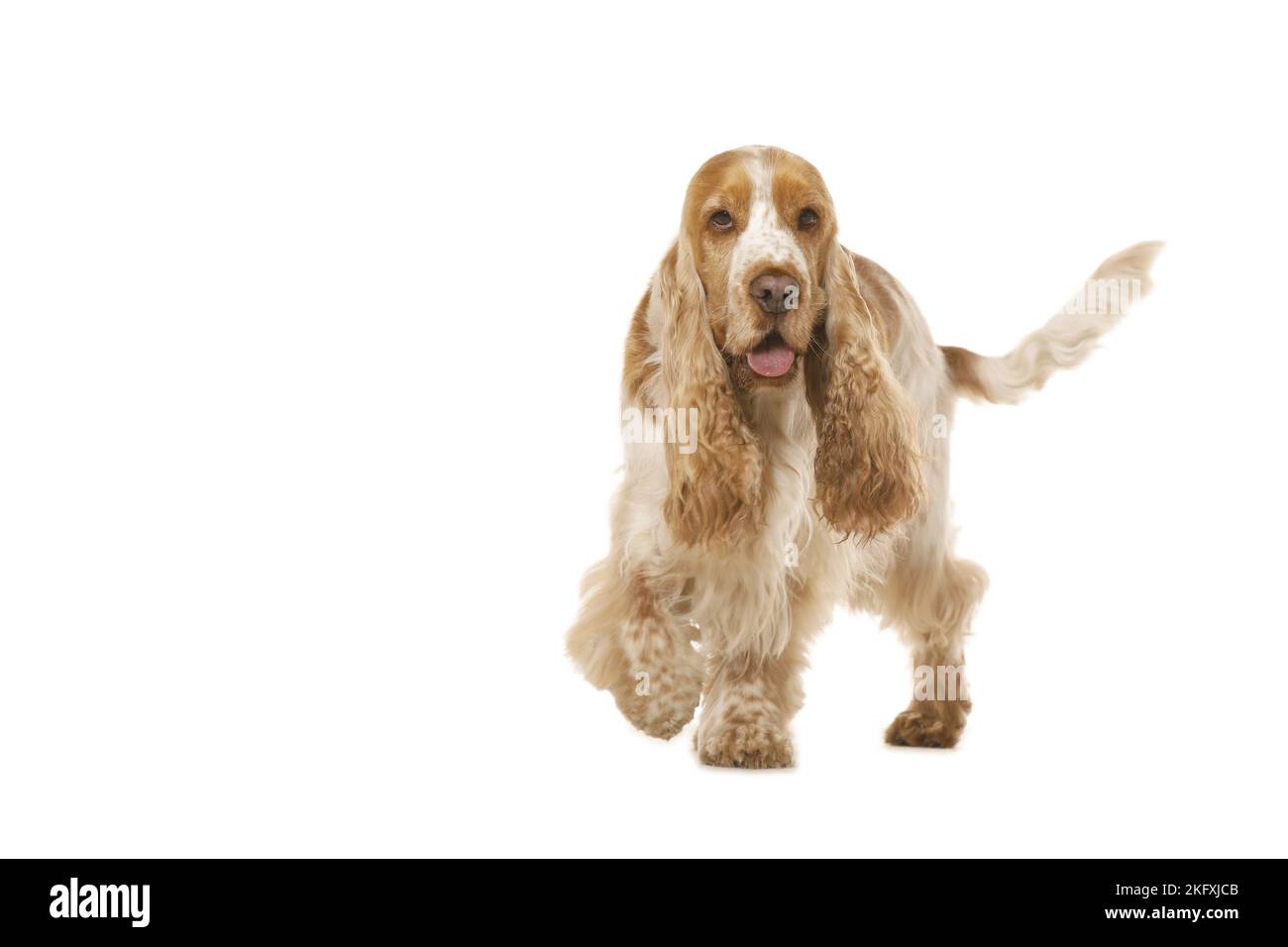 English Cocker Spaniel in front of white background Stock Photo - Alamy