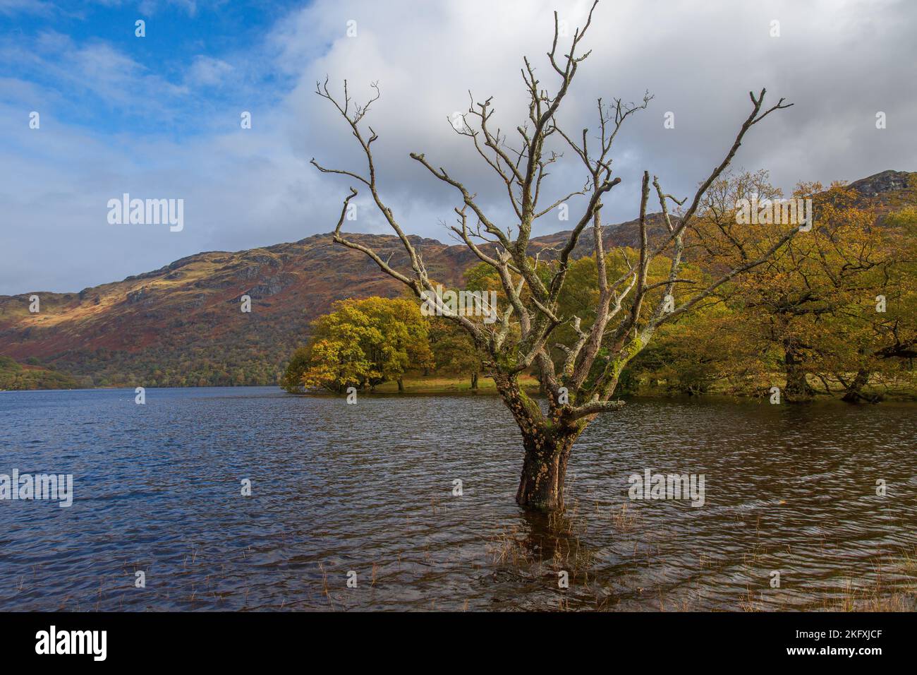 Dead tree trees shoreline hi-res stock photography and images - Alamy