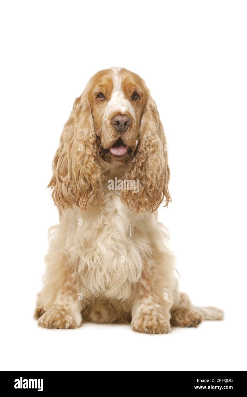English Cocker Spaniel in front of white background Stock Photo - Alamy
