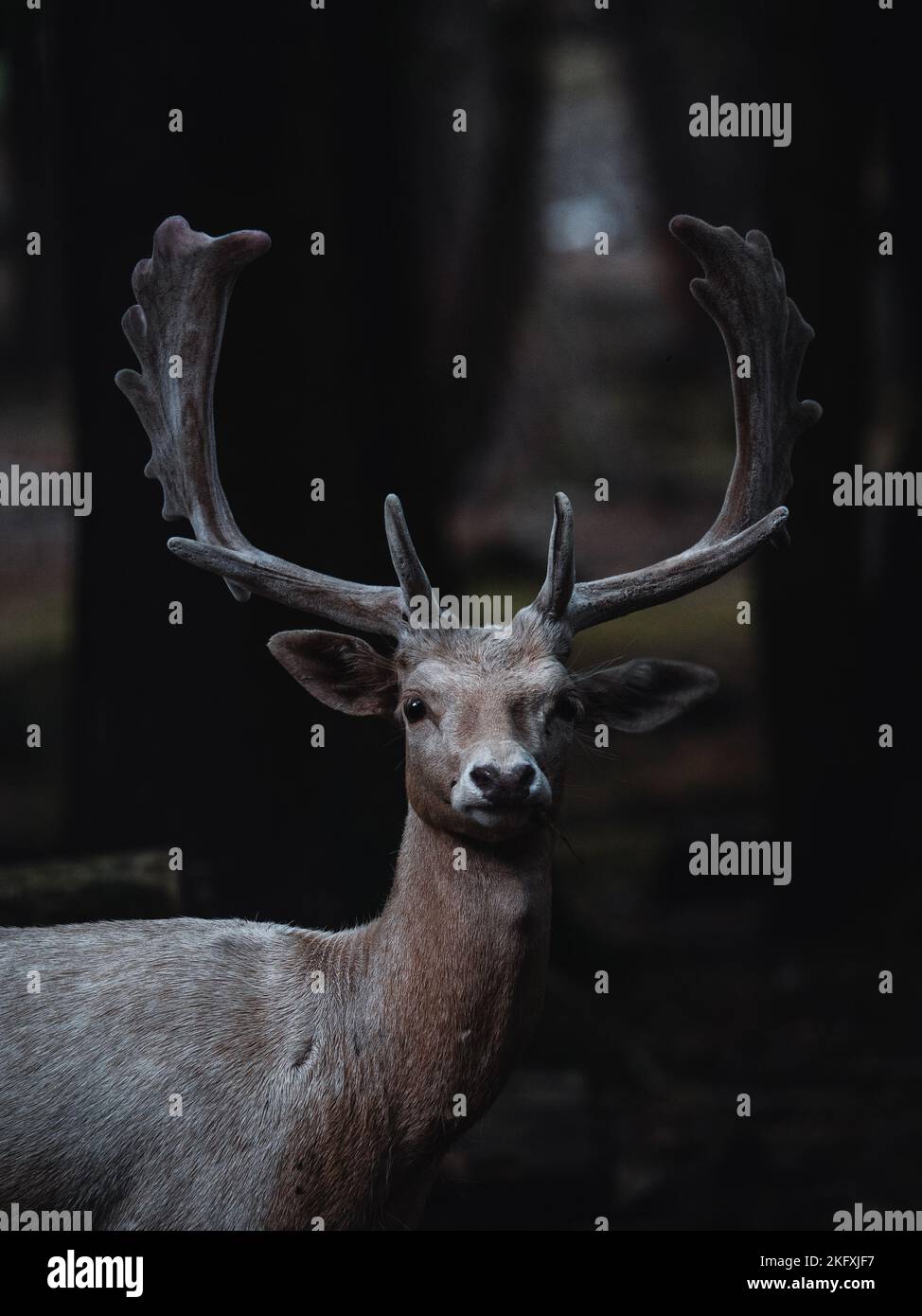 A vertical shot of a cute European fallow deer in nature looking at a ...