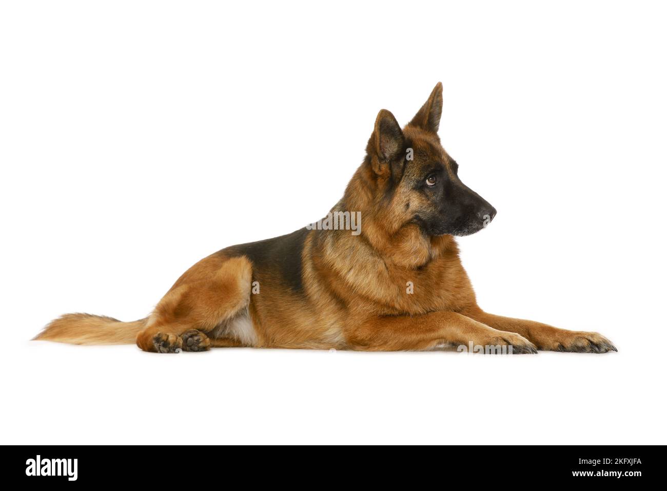 German Shepherd Dog in front of white background Stock Photo - Alamy
