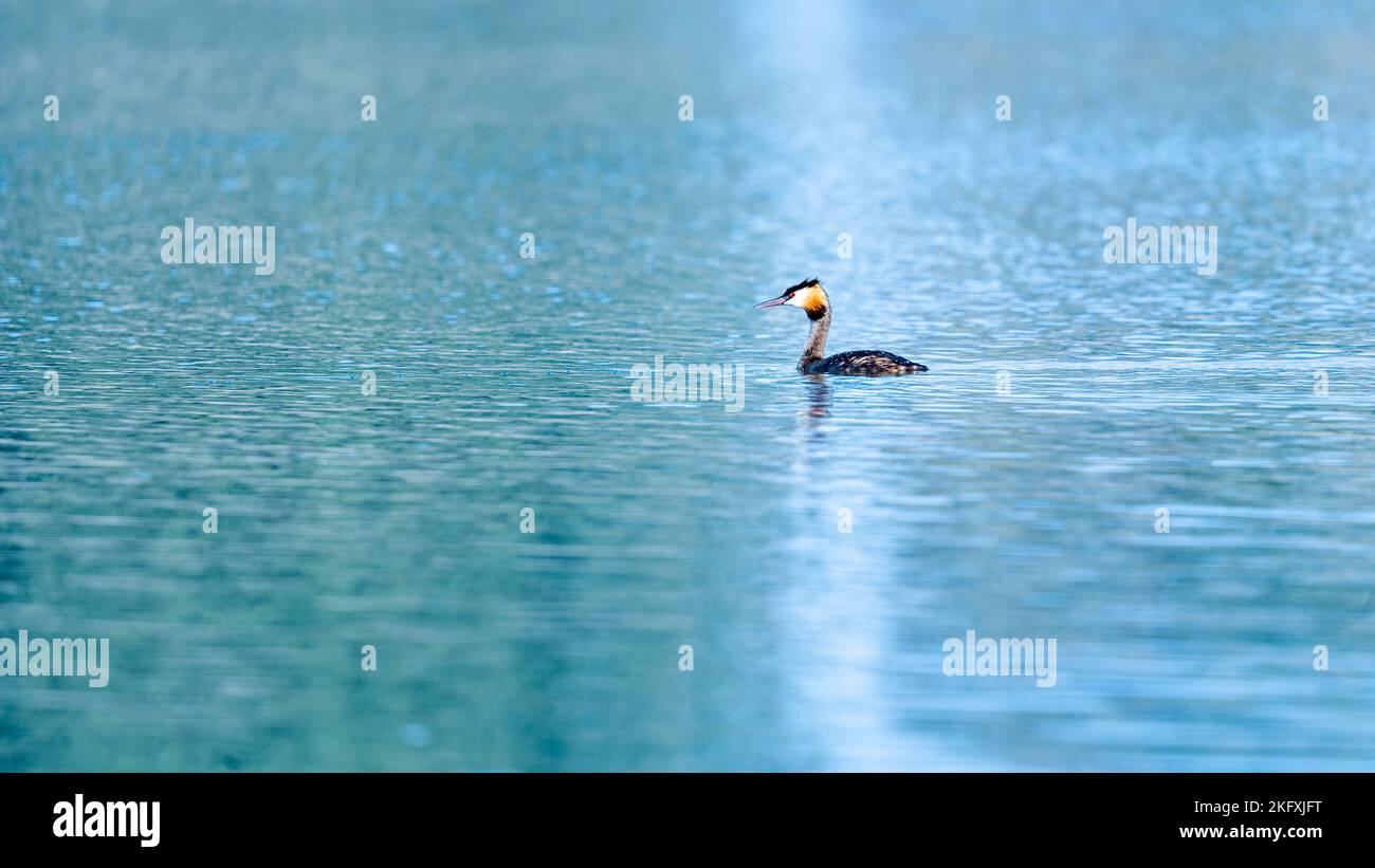 A cute Great crested grebe swimming in a lake on a sunny day Stock ...