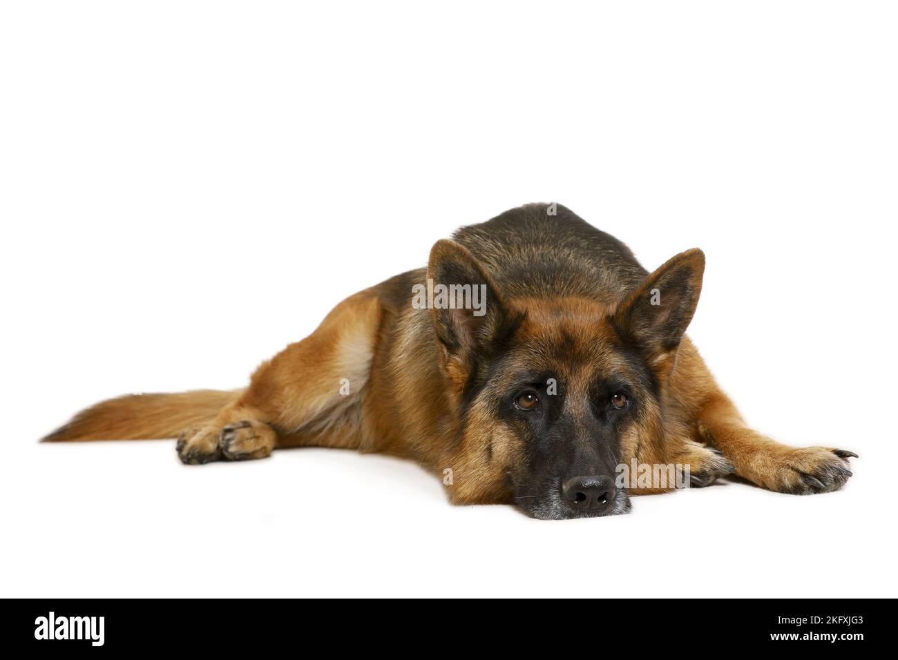 German Shepherd Dog in front of white background Stock Photo - Alamy
