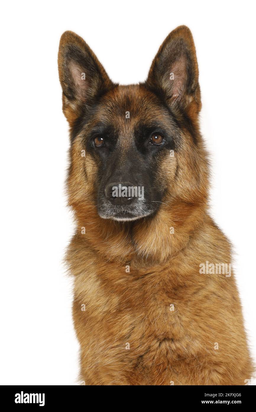 German Shepherd Dog in front of white background Stock Photo - Alamy