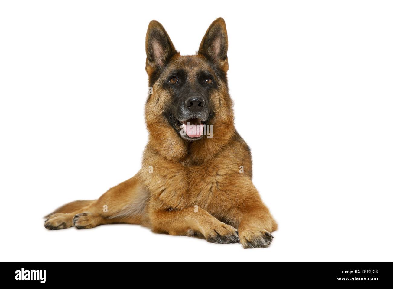 German Shepherd Dog in front of white background Stock Photo - Alamy