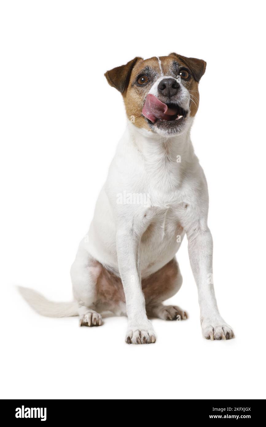 Parson Russell Terrier in front of white background Stock Photo - Alamy