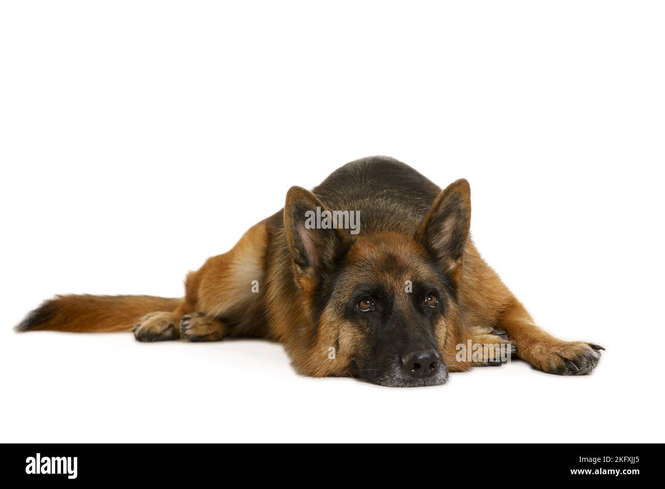 German Shepherd Dog in front of white background Stock Photo - Alamy