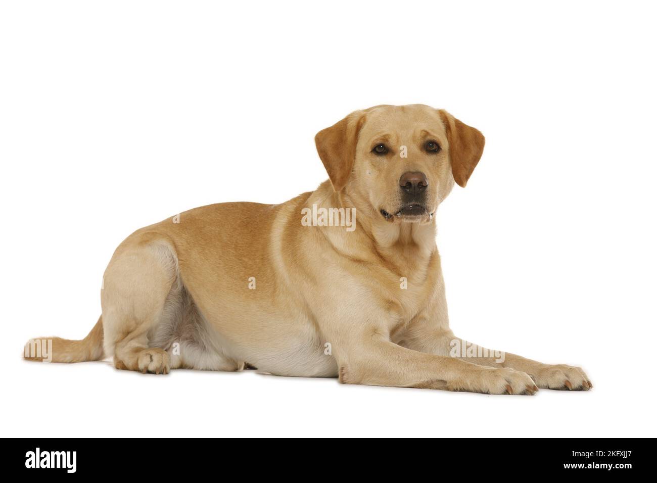 Labrador Retriever in front of white background Stock Photo - Alamy