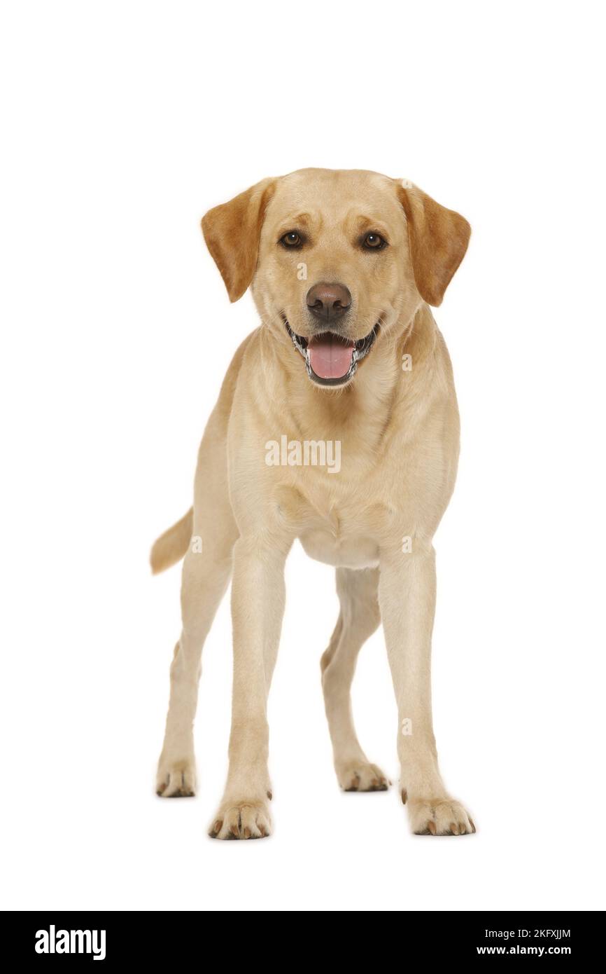 Labrador Retriever in front of white background Stock Photo - Alamy