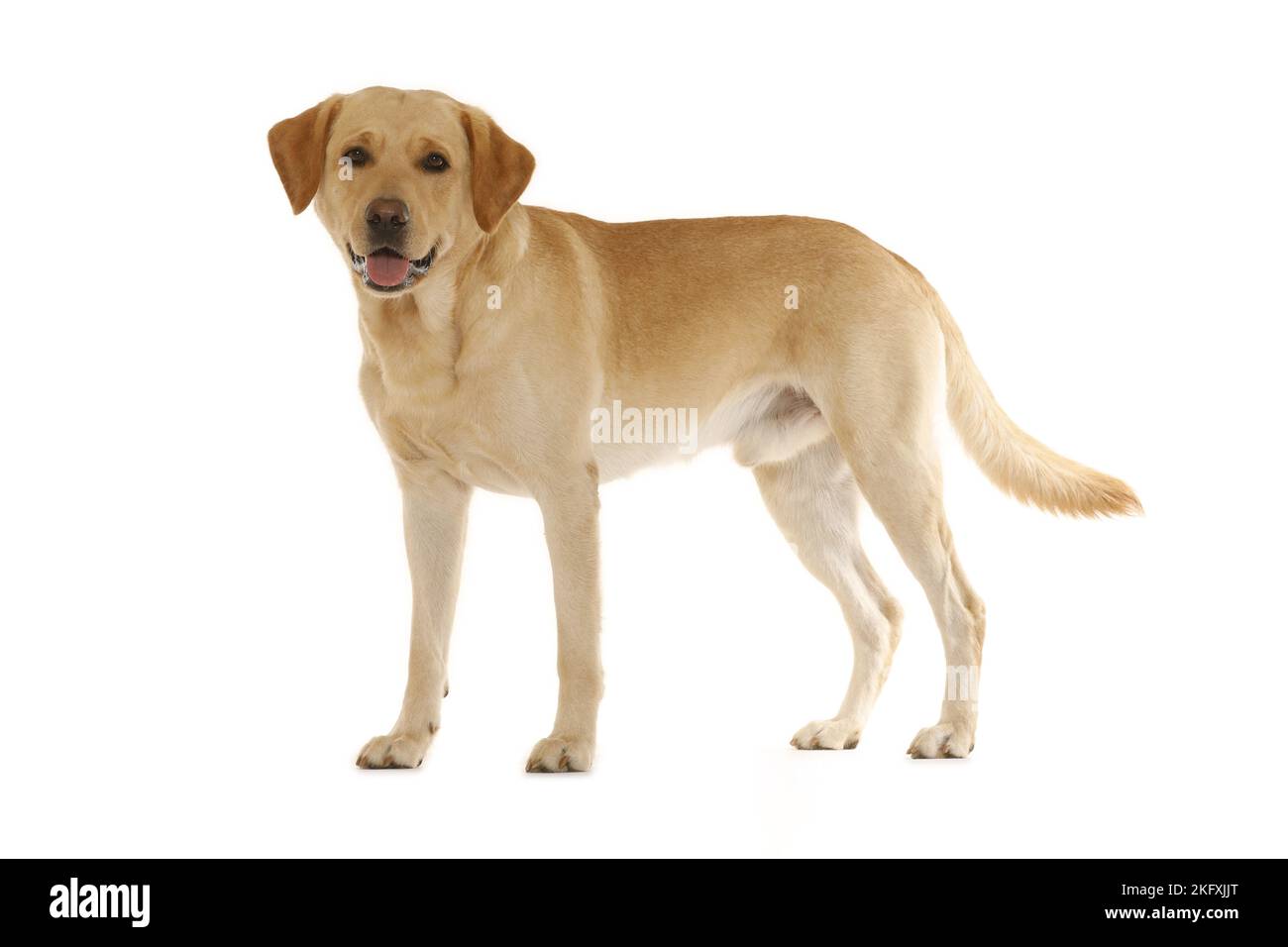 Labrador Retriever in front of white background Stock Photo - Alamy