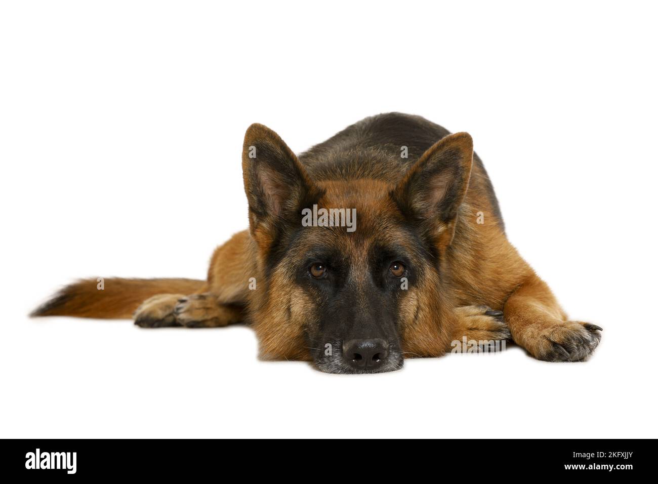 German Shepherd Dog in front of white background Stock Photo - Alamy