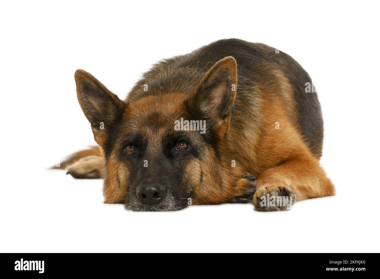 German Shepherd Dog in front of white background Stock Photo - Alamy