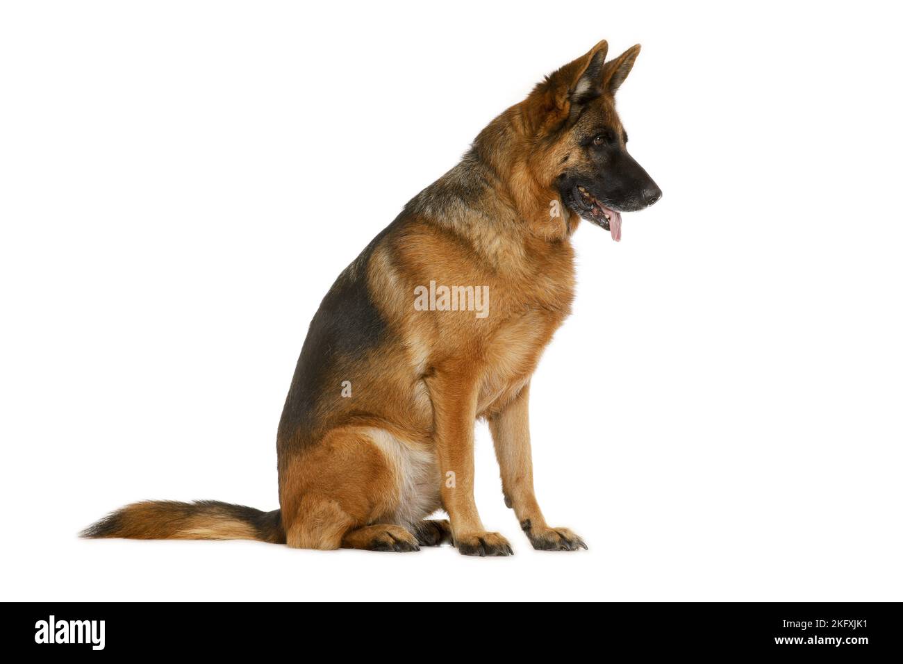 German Shepherd Dog in front of white background Stock Photo - Alamy