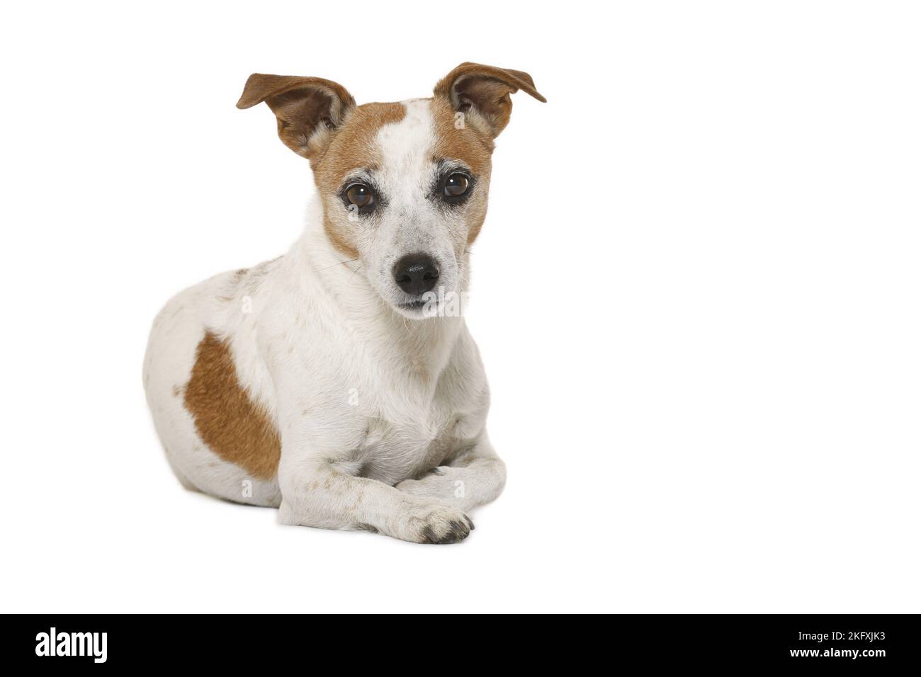 Jack Russell Terrier in front of white background Stock Photo - Alamy