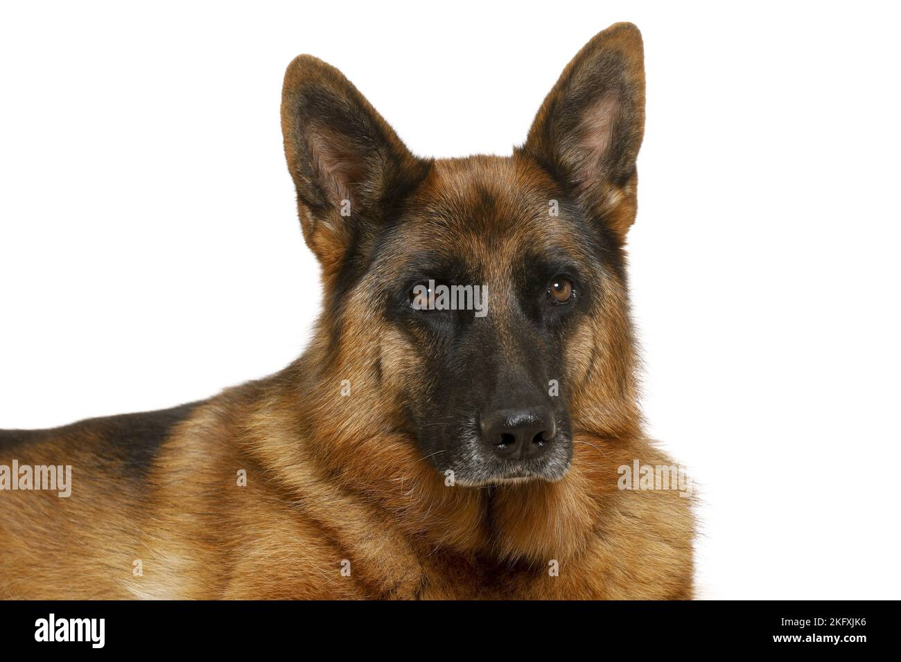 German Shepherd Dog in front of white background Stock Photo - Alamy