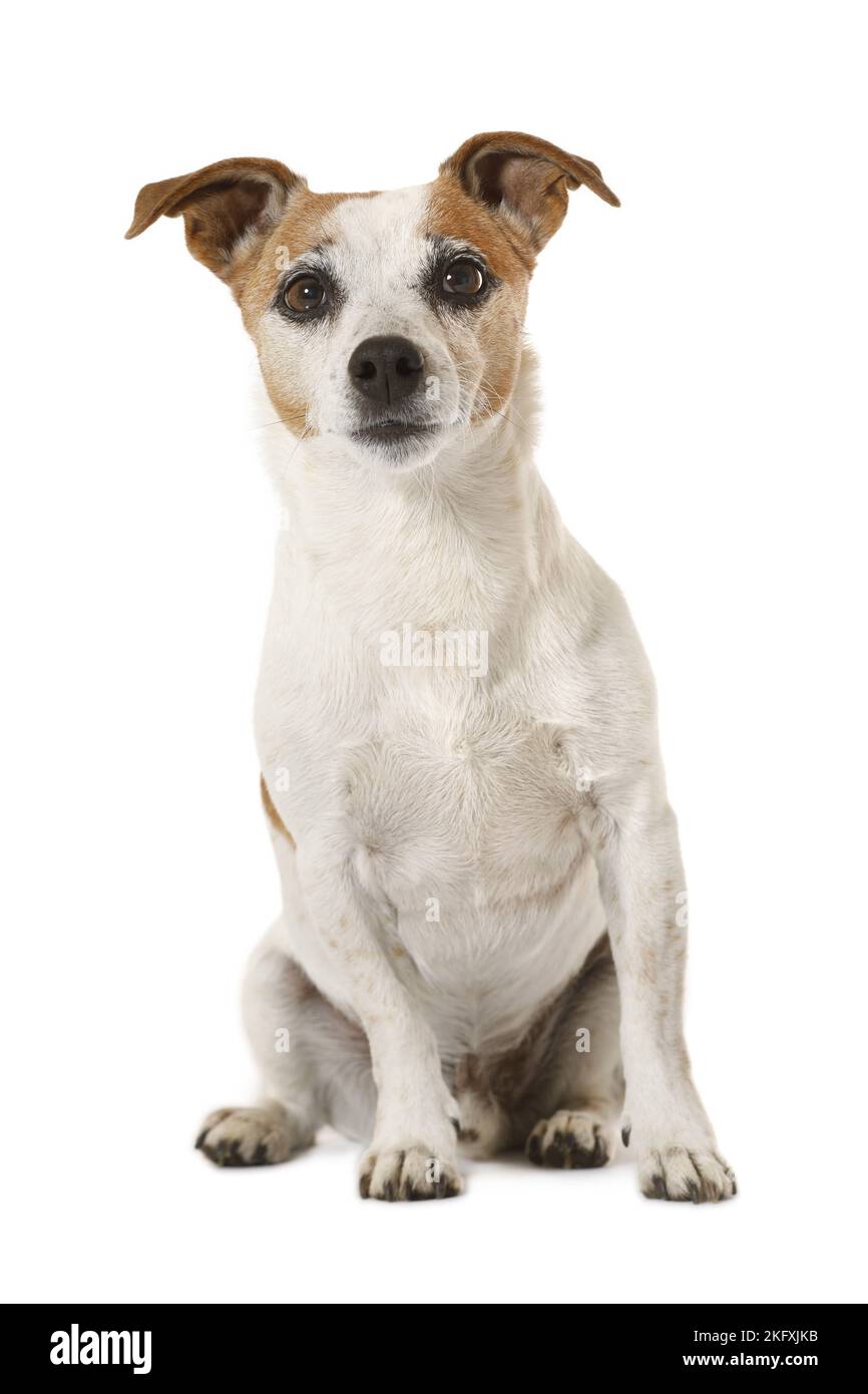 Jack Russell Terrier in front of white background Stock Photo - Alamy