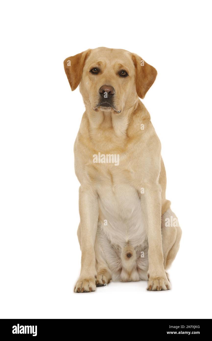 Labrador Retriever in front of white background Stock Photo - Alamy