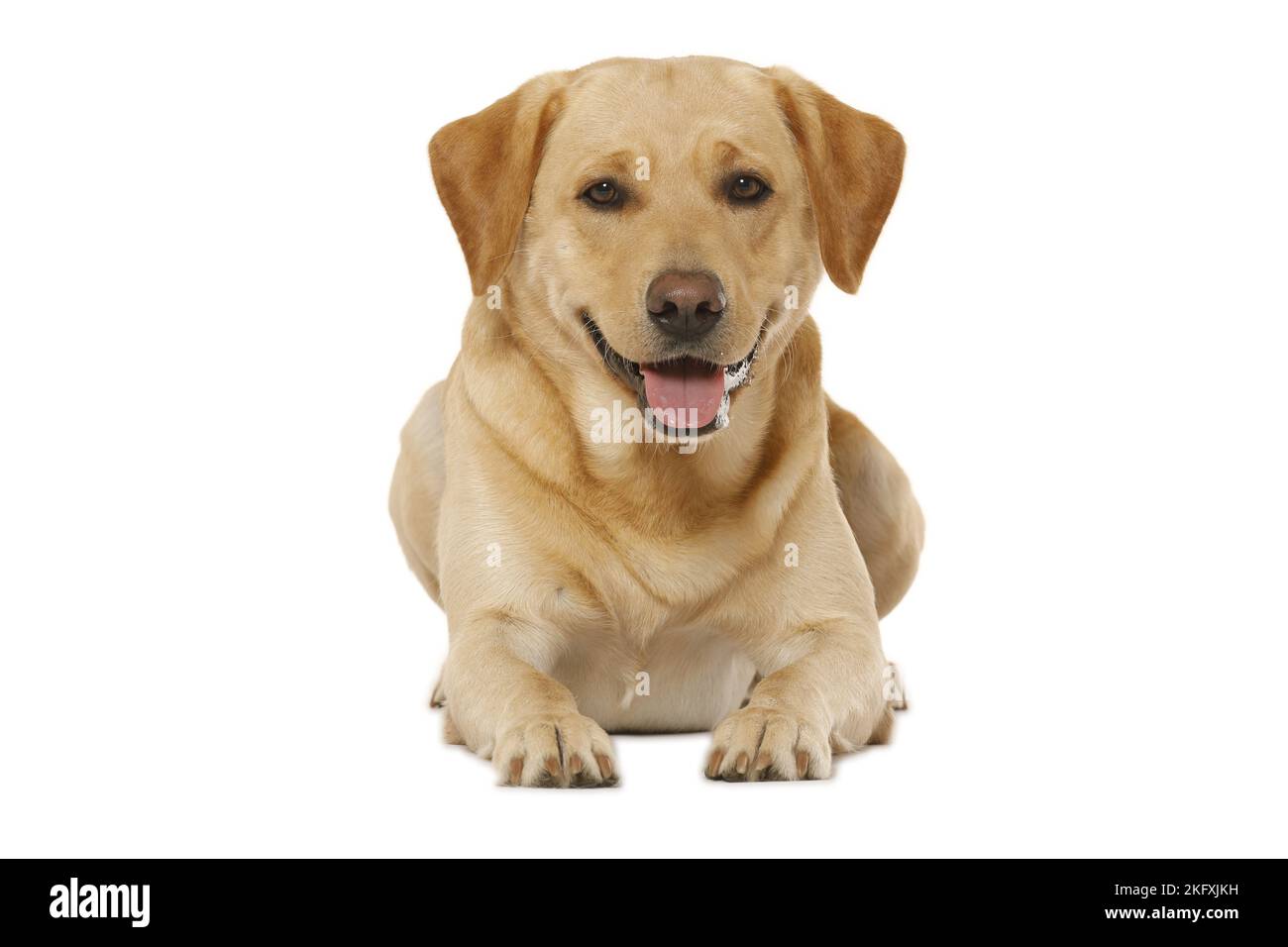 Labrador Retriever in front of white background Stock Photo - Alamy