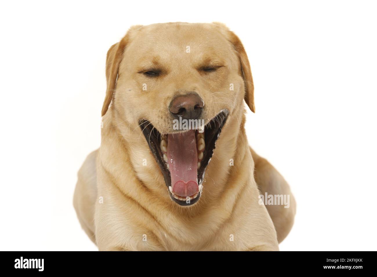 Labrador Retriever in front of white background Stock Photo - Alamy