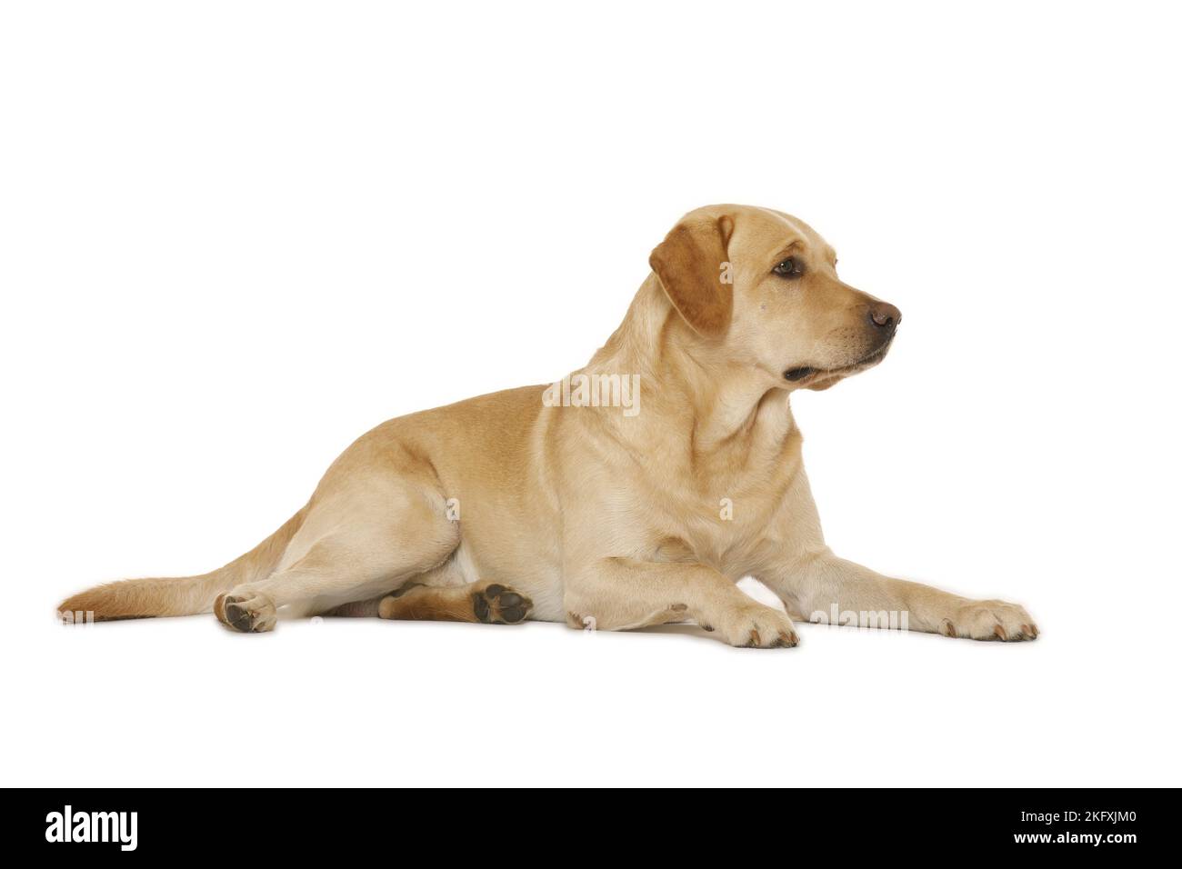 Labrador Retriever in front of white background Stock Photo - Alamy