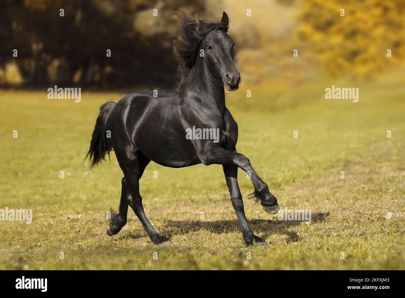 galloping Friesian Horse Stock Photo - Alamy