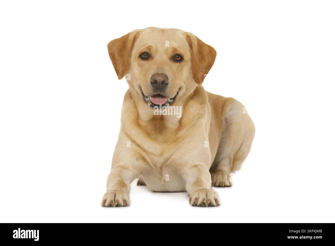 Labrador Retriever in front of white background Stock Photo - Alamy