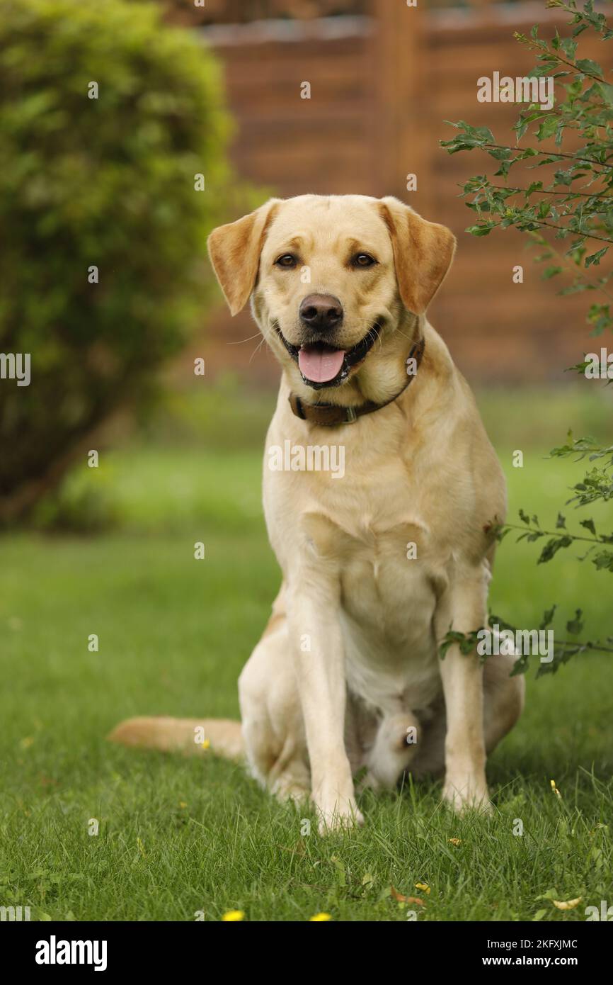 sitting Labrador Retriever Stock Photo - Alamy