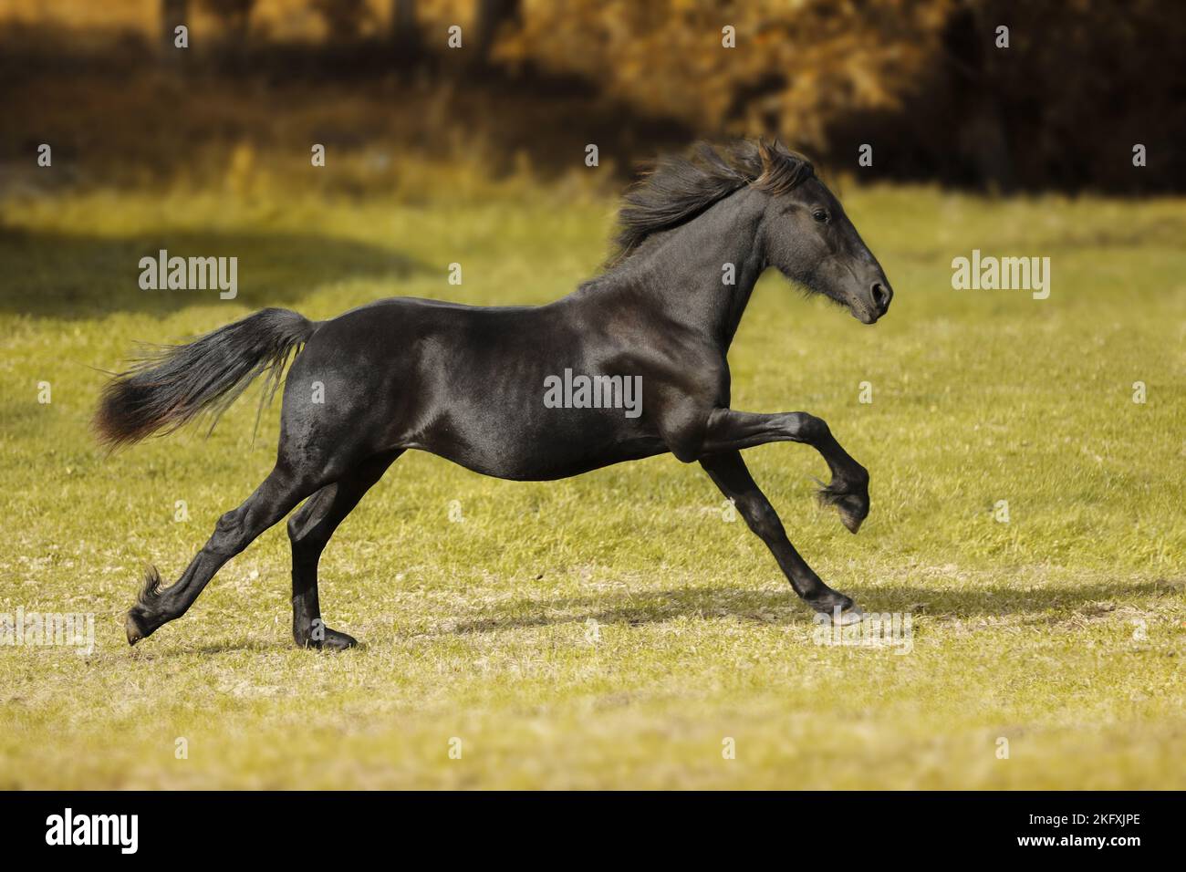 galloping Friesian Horse Stock Photo - Alamy