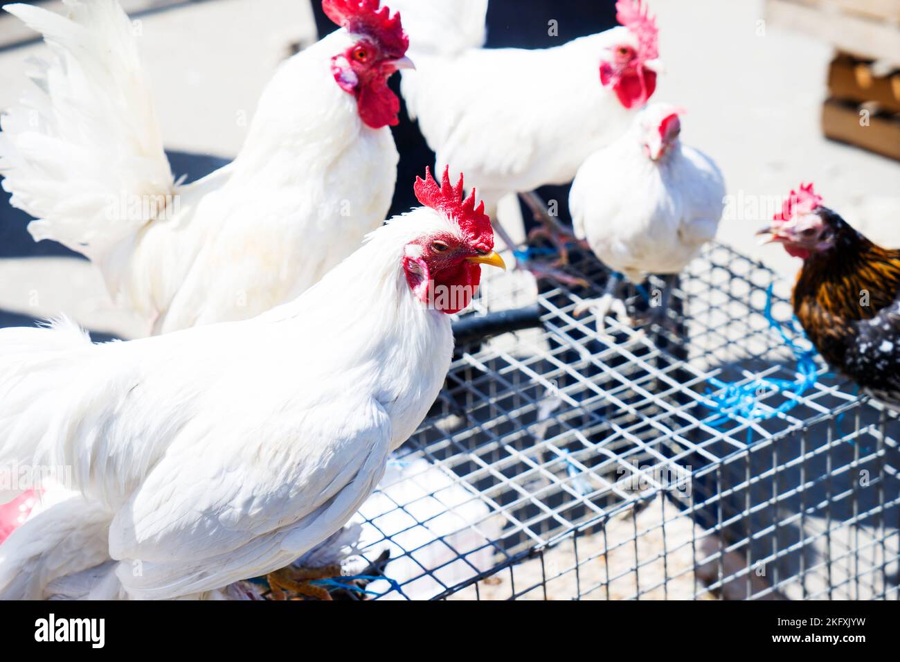 White Hen and rooster.Birds waiting to be sold in bird a market Stock ...