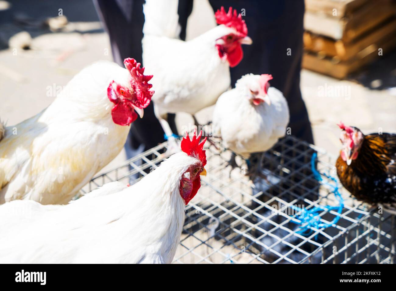 White Hen and rooster.Birds waiting to be sold in bird a market Stock ...