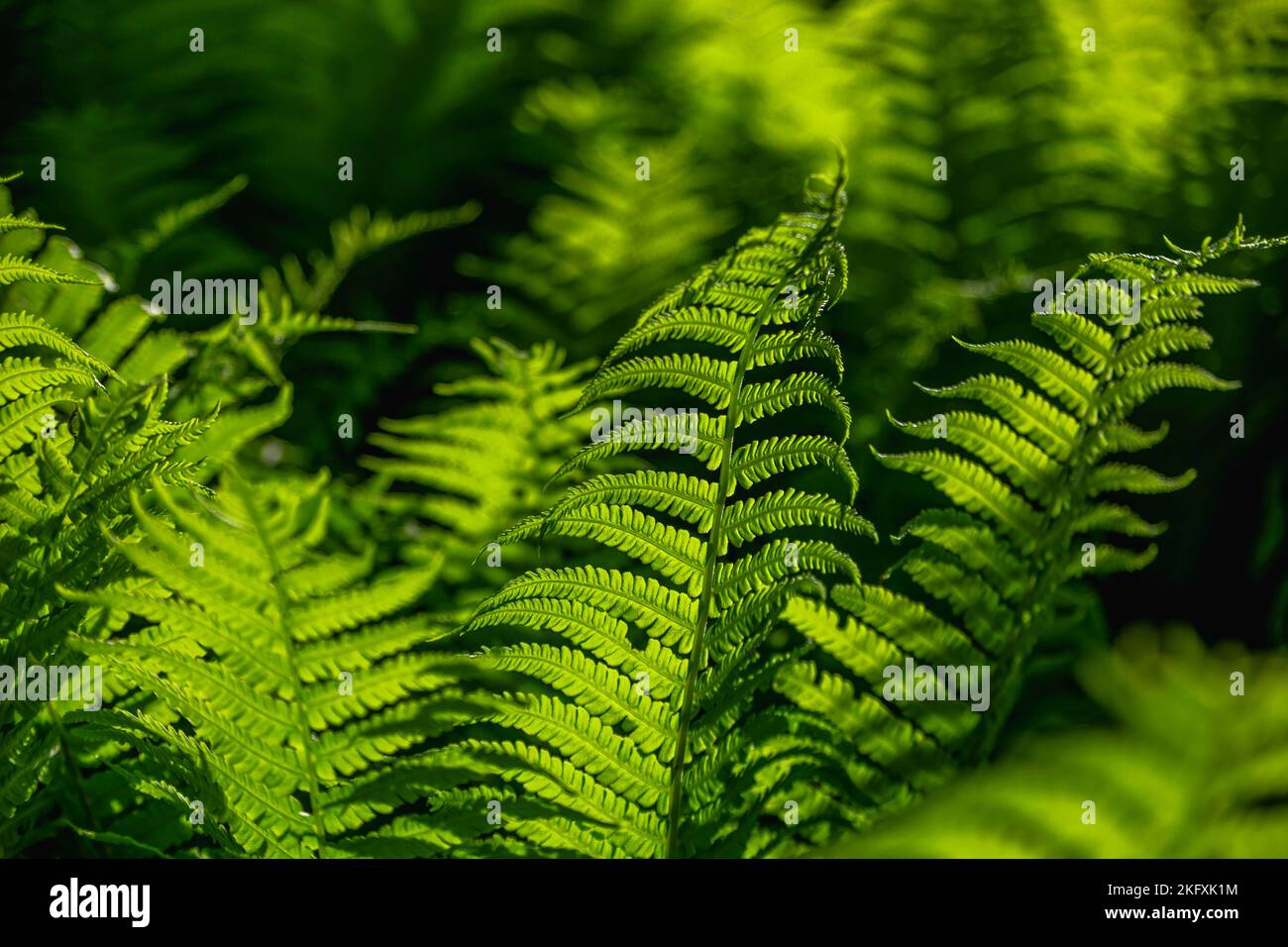 Green leaves of a young fern. Plants aesthetics background Stock Photo ...