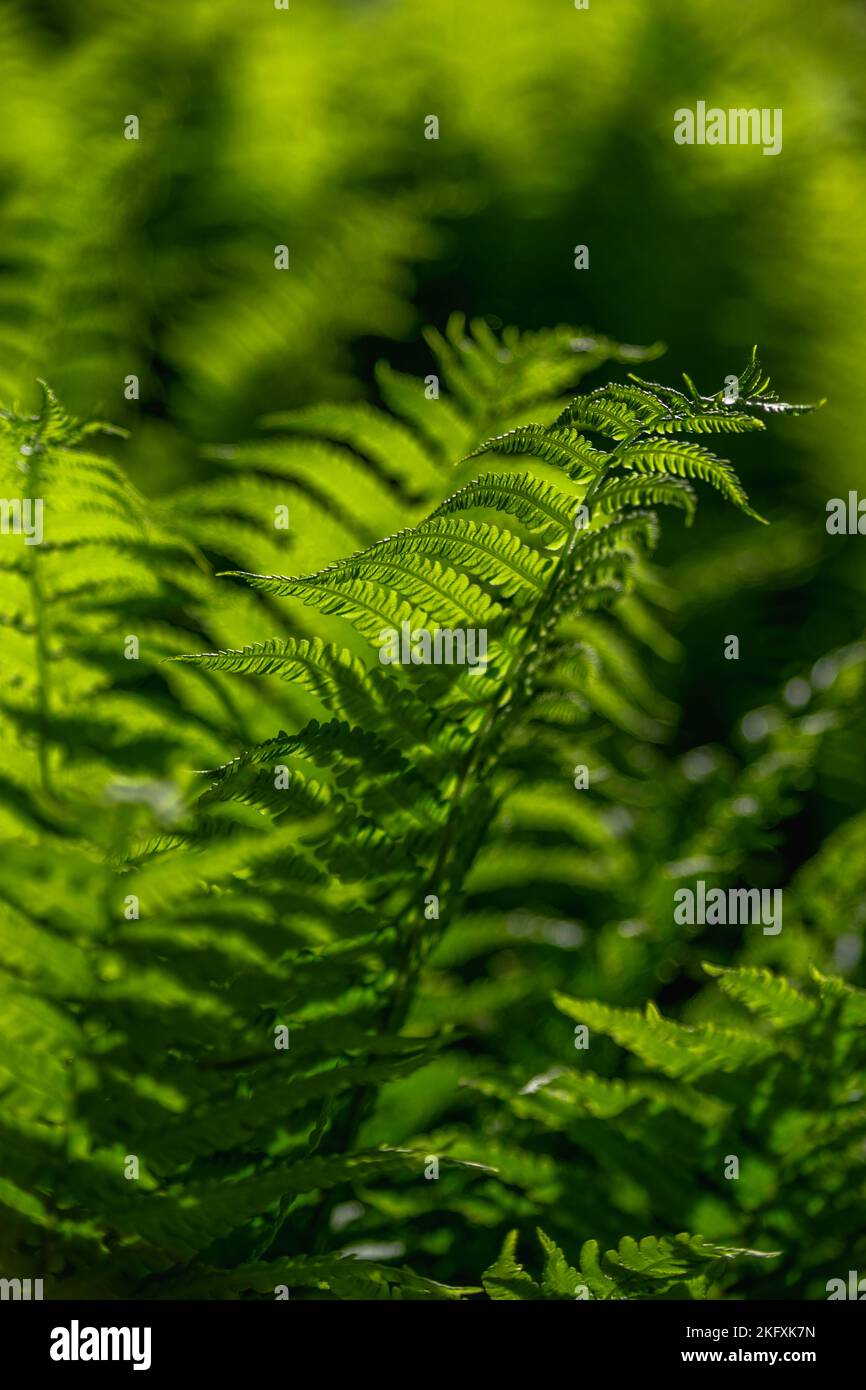 Green leaves of a young fern. Plants aesthetics background Stock Photo ...