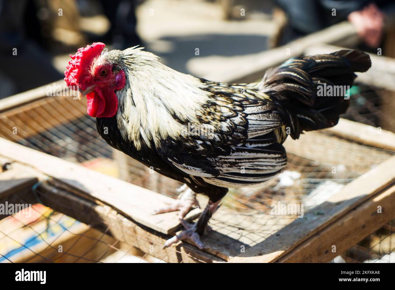 bords ,roosters with black and white plumage are sold on the market ...