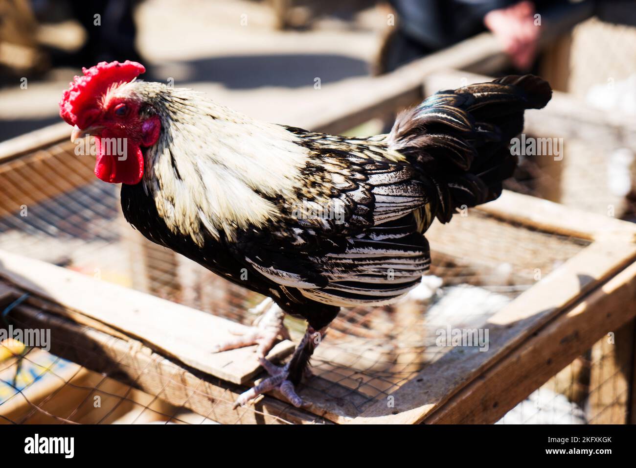bords ,roosters with black and white plumage are sold on the market ...