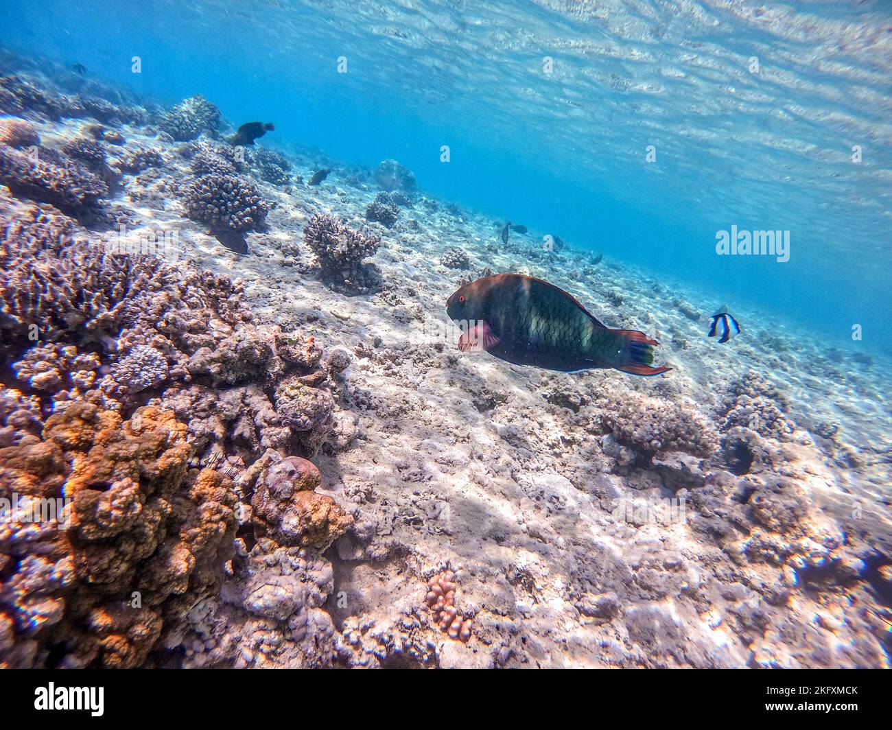 Colorful tropical Hipposcarus longiceps or Longnose Parrotfish known as ...