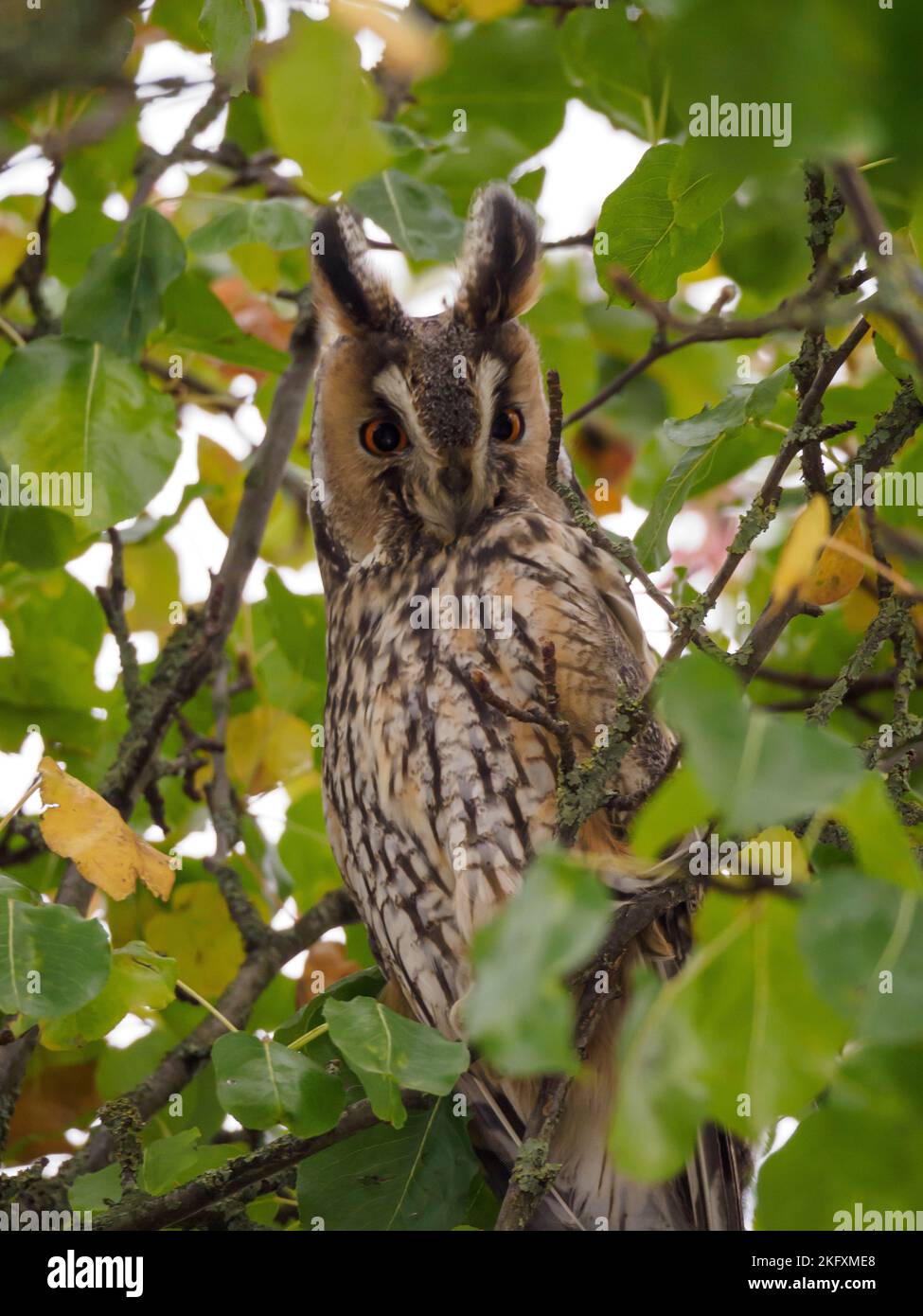 owls in germany Stock Photo - Alamy