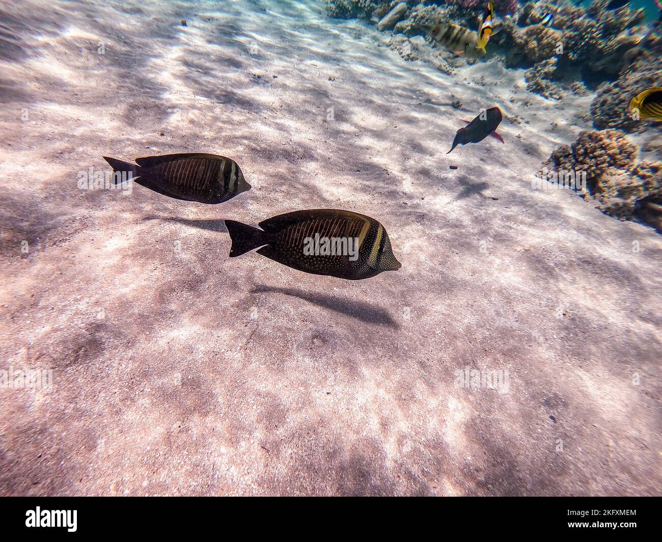Tropical sailfin tang or Desjardin's sailfin tang known as Zebrasoma ...