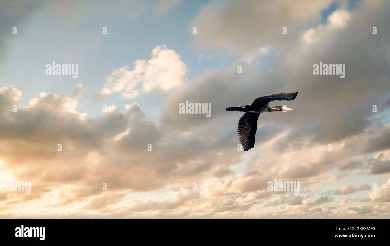 A black bird flying in the sky Stock Photo - Alamy