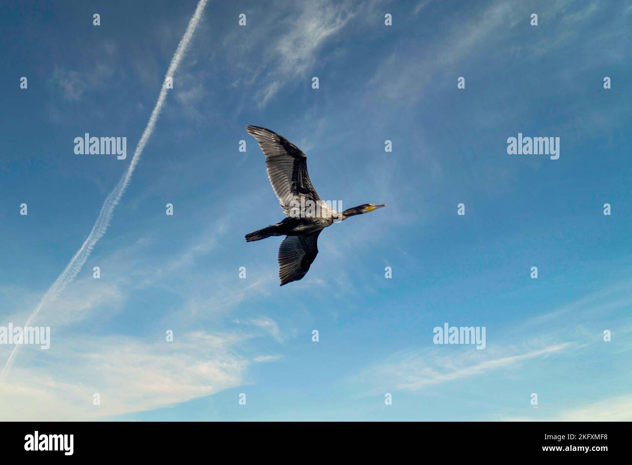 A black bird flying in the sky Stock Photo - Alamy