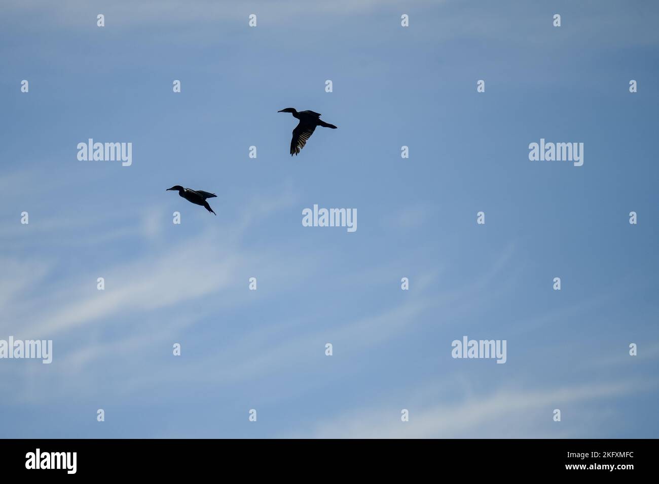 The black birds flying in the sky Stock Photo - Alamy
