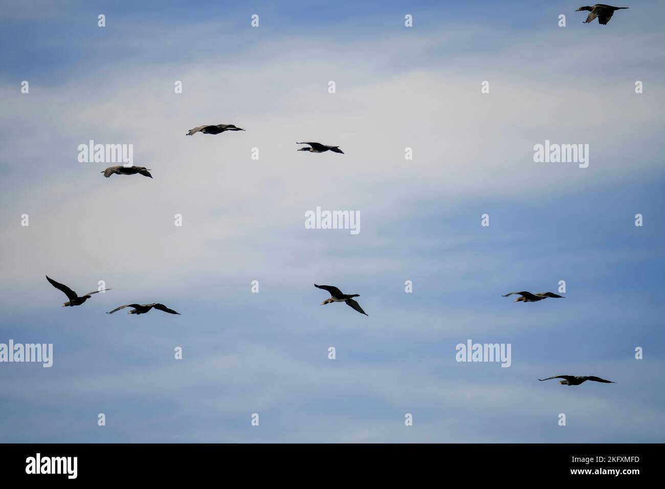 The black birds flying in the sky Stock Photo - Alamy
