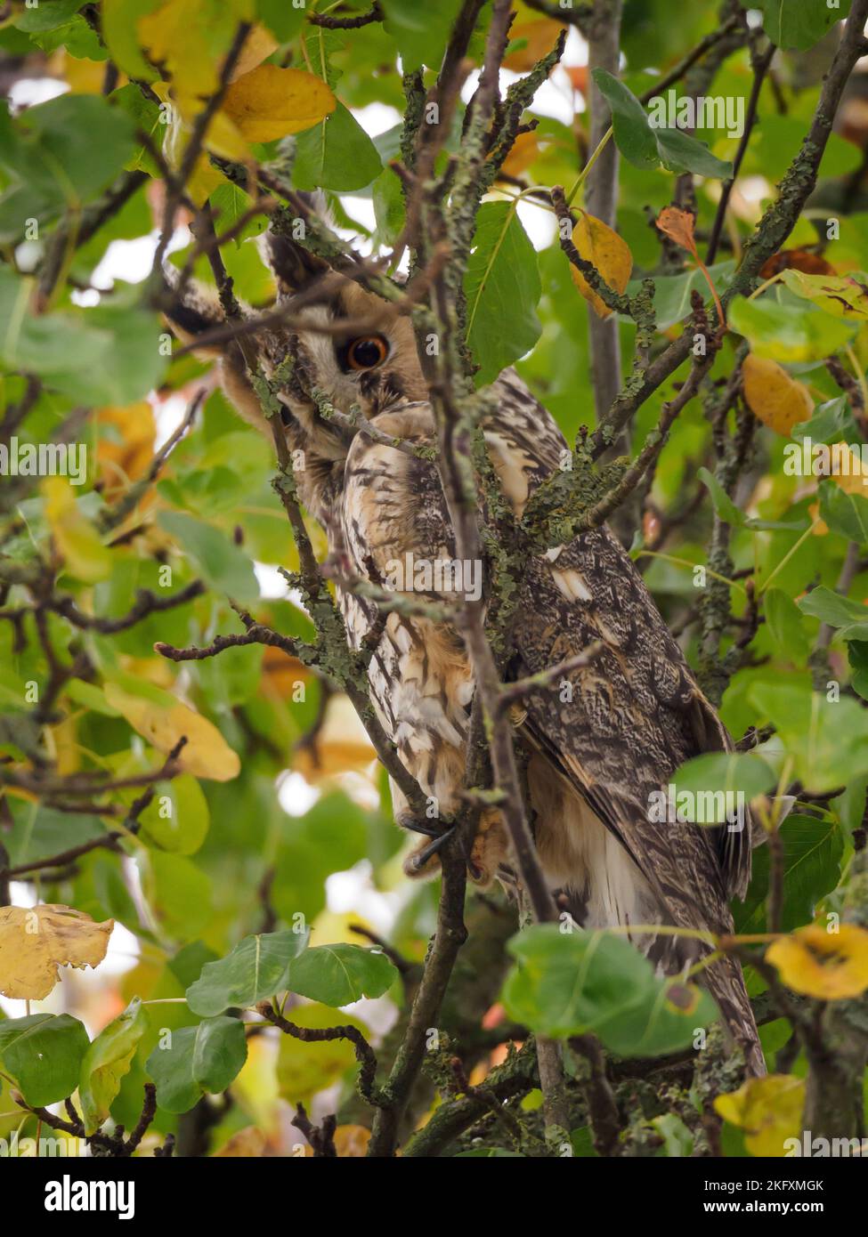 owls in germany Stock Photo - Alamy