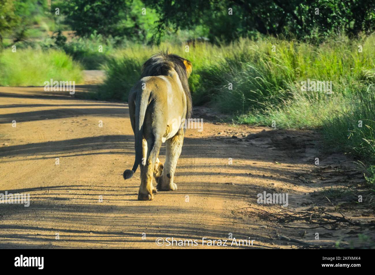 A brown lion king walking away from the camera in Pilanesberg national ...