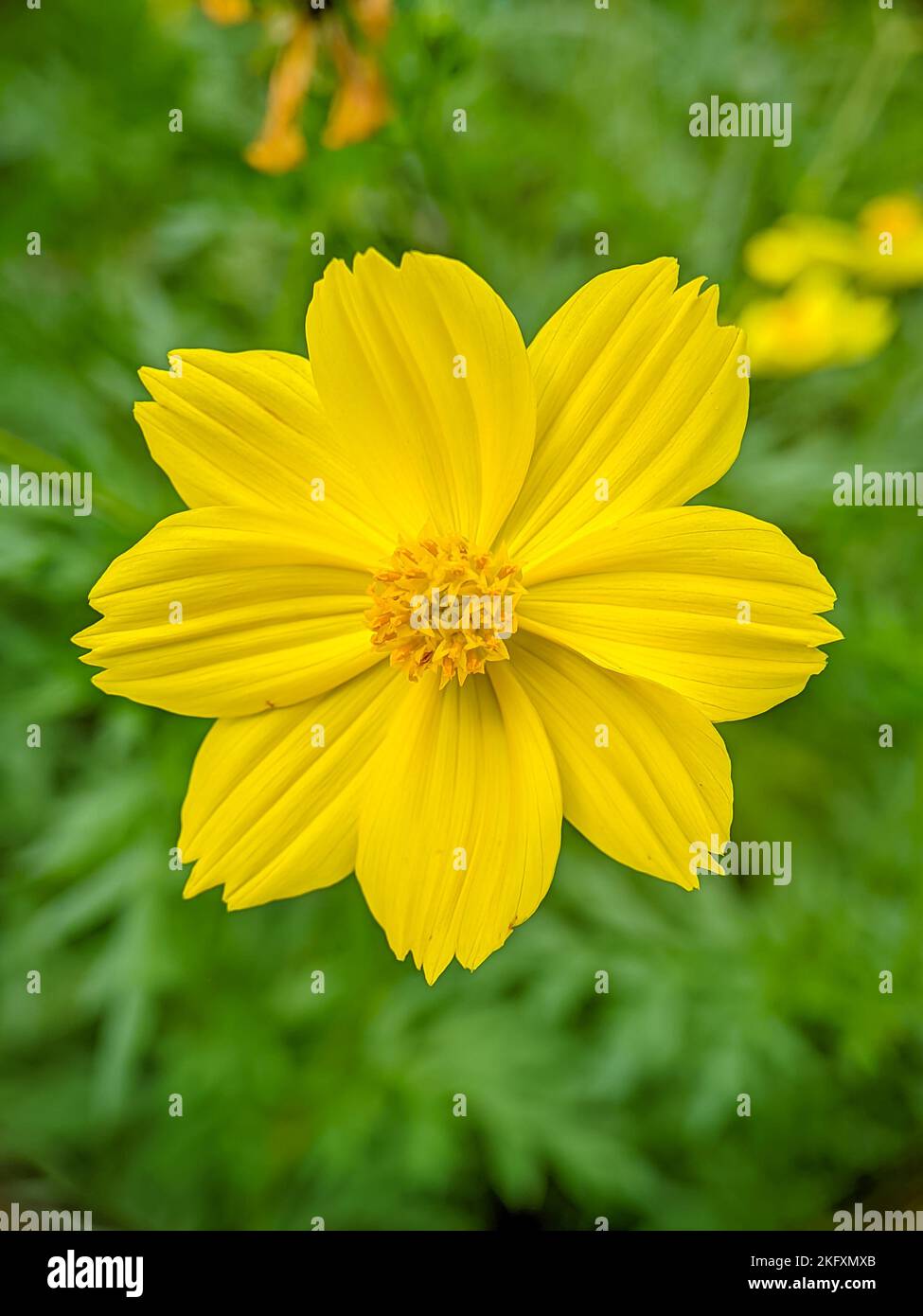 A top view of a beautiful yellow cosmos flower in a garden under the ...