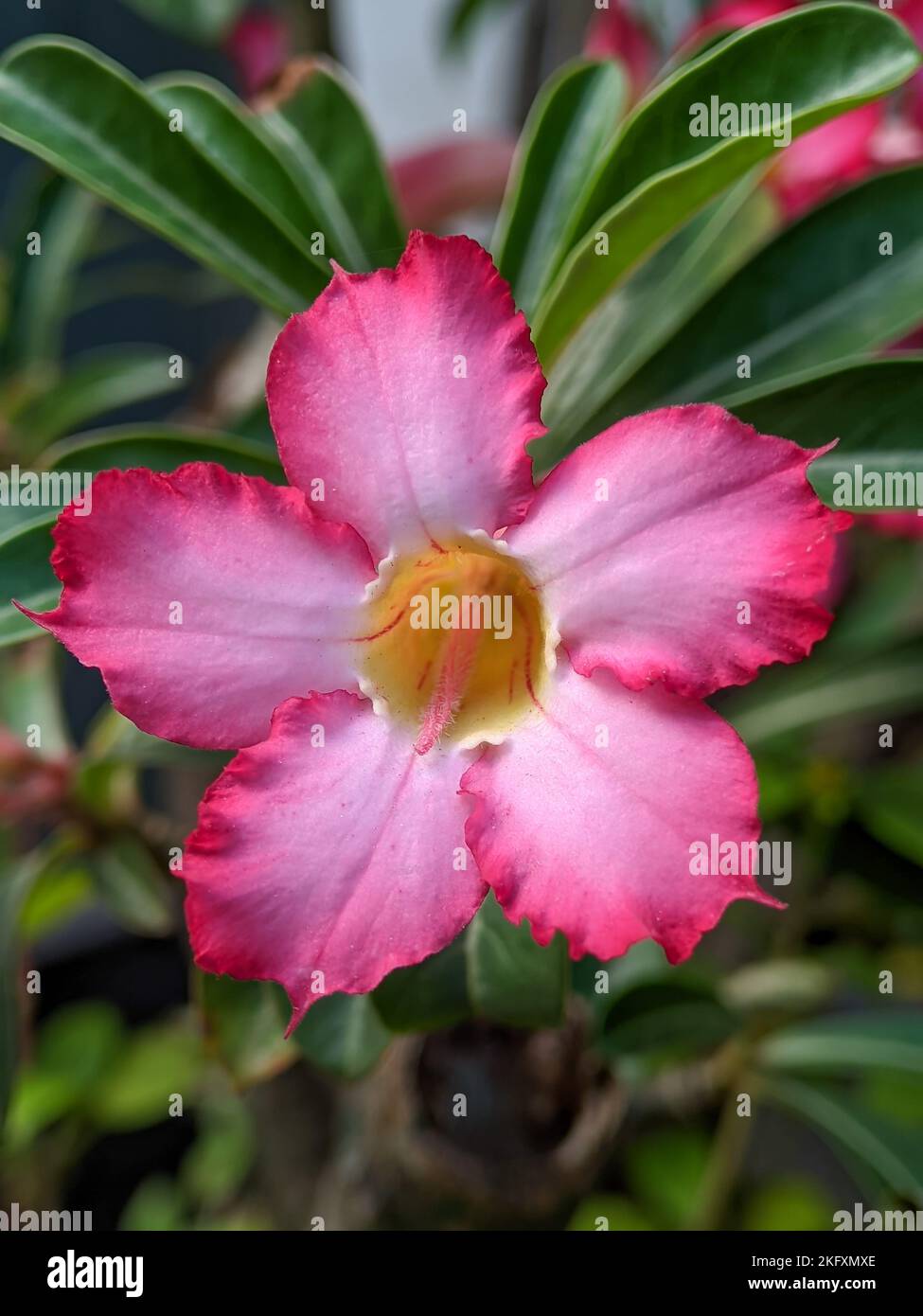 A top view of a beautiful pink Sabi star in a garden Stock Photo - Alamy