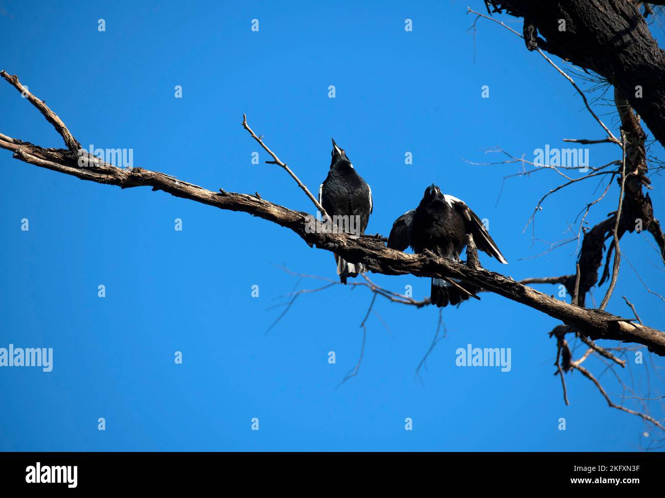 Two Australian Magpies (Gymnorhina tibicen) perching on a tree in ...