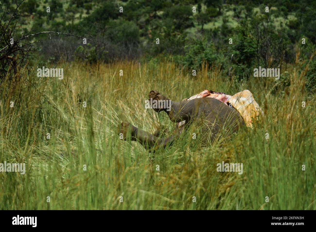 A dead poached rhinoceros in Pilanesberg national park South Africa ...
