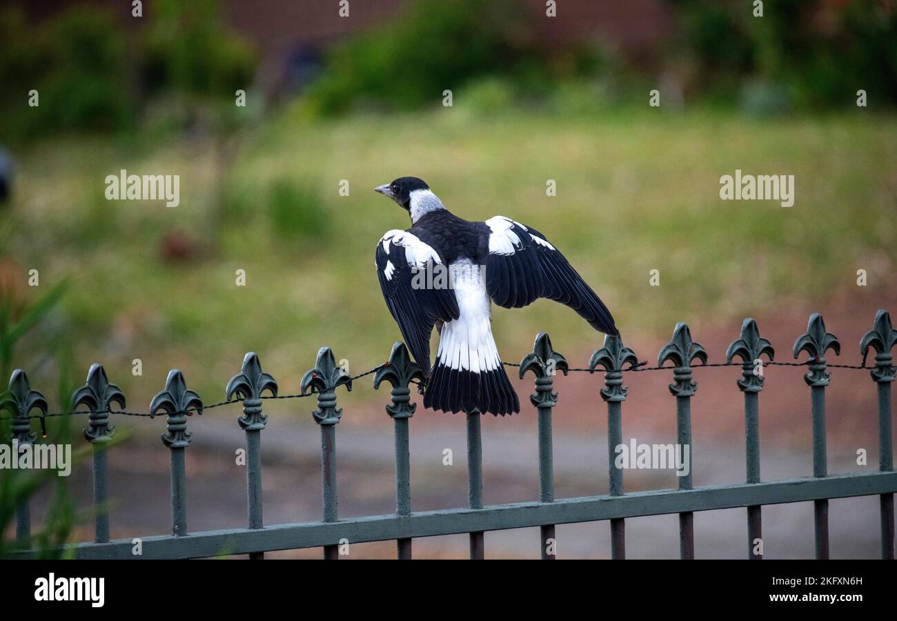 A juvenile Australian Magpie (Gymnorhina tibicen) perching on a fence ...